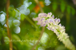 OSU Botanic Garden ~Stillwater, OK | Danielle Huddleston Photography